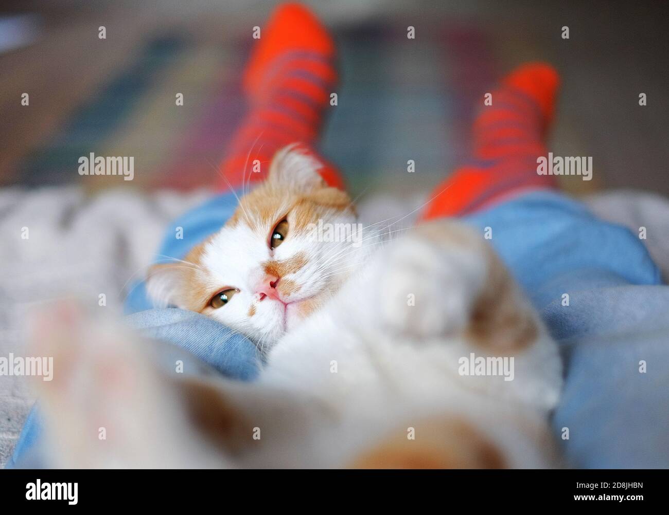 lying and relaxing with cat on the human's legs Stock Photo - Alamy