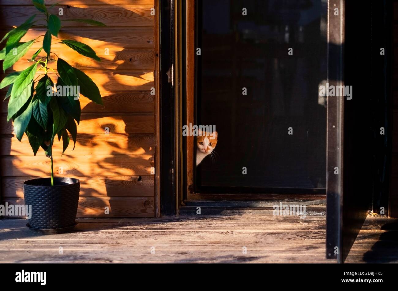 Cat through cat door hi-res stock photography and images - Alamy