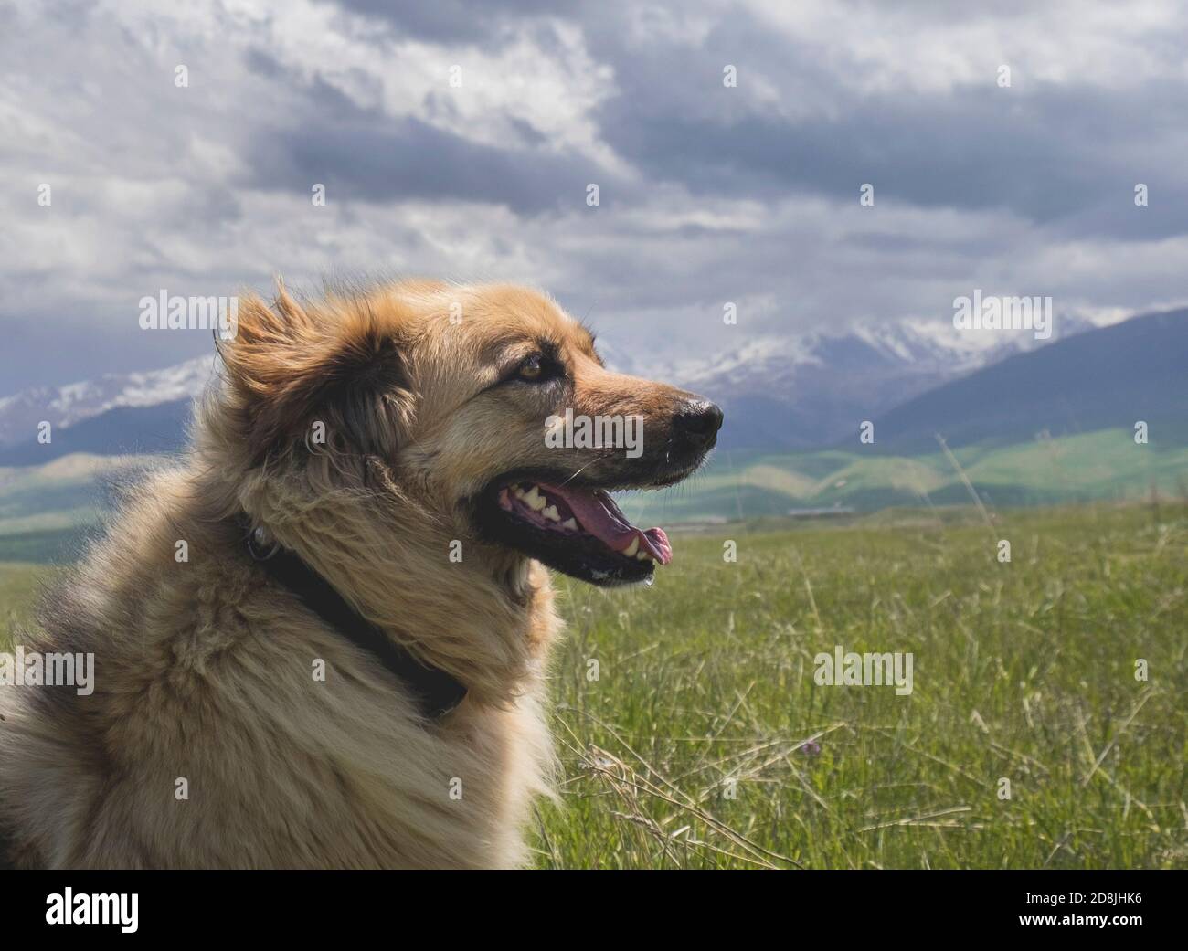 Portrait of the beautiful happy dog on the mountains background. Wind ...