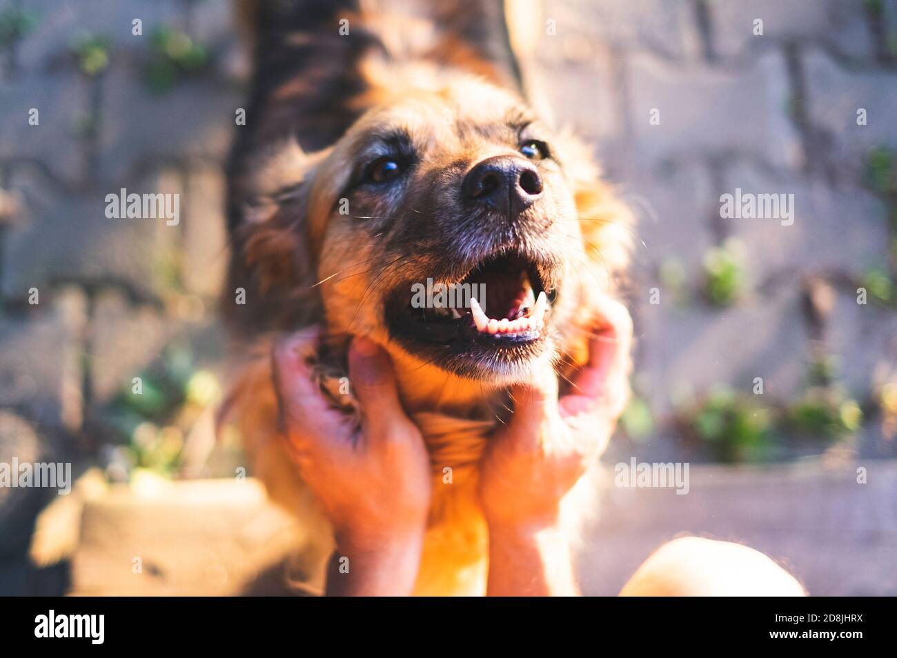 Cute dog smiling owner hi-res stock photography and images - Alamy