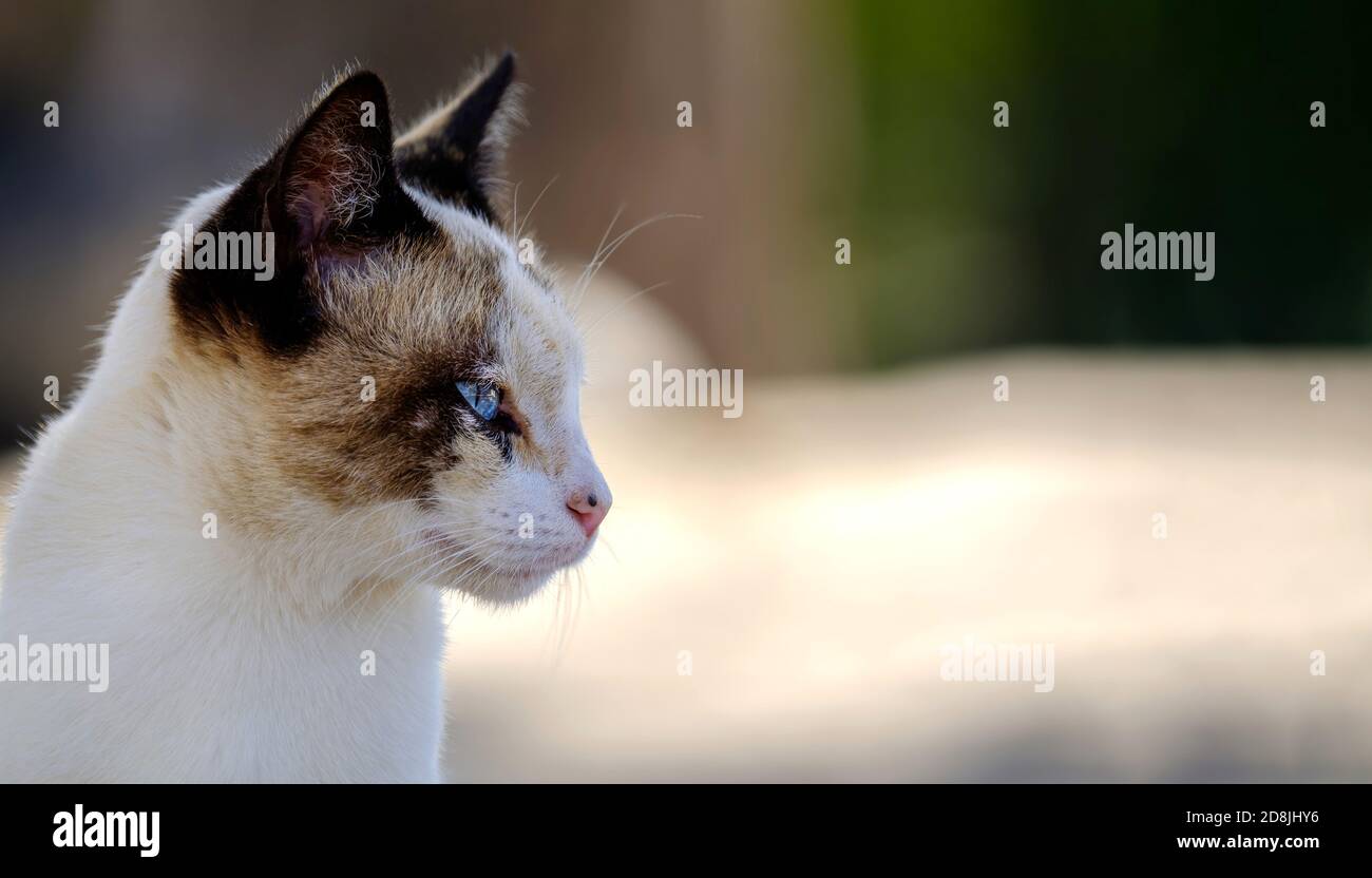 portrait of cat looking to the side with blue eyes, asking Stock Photo ...