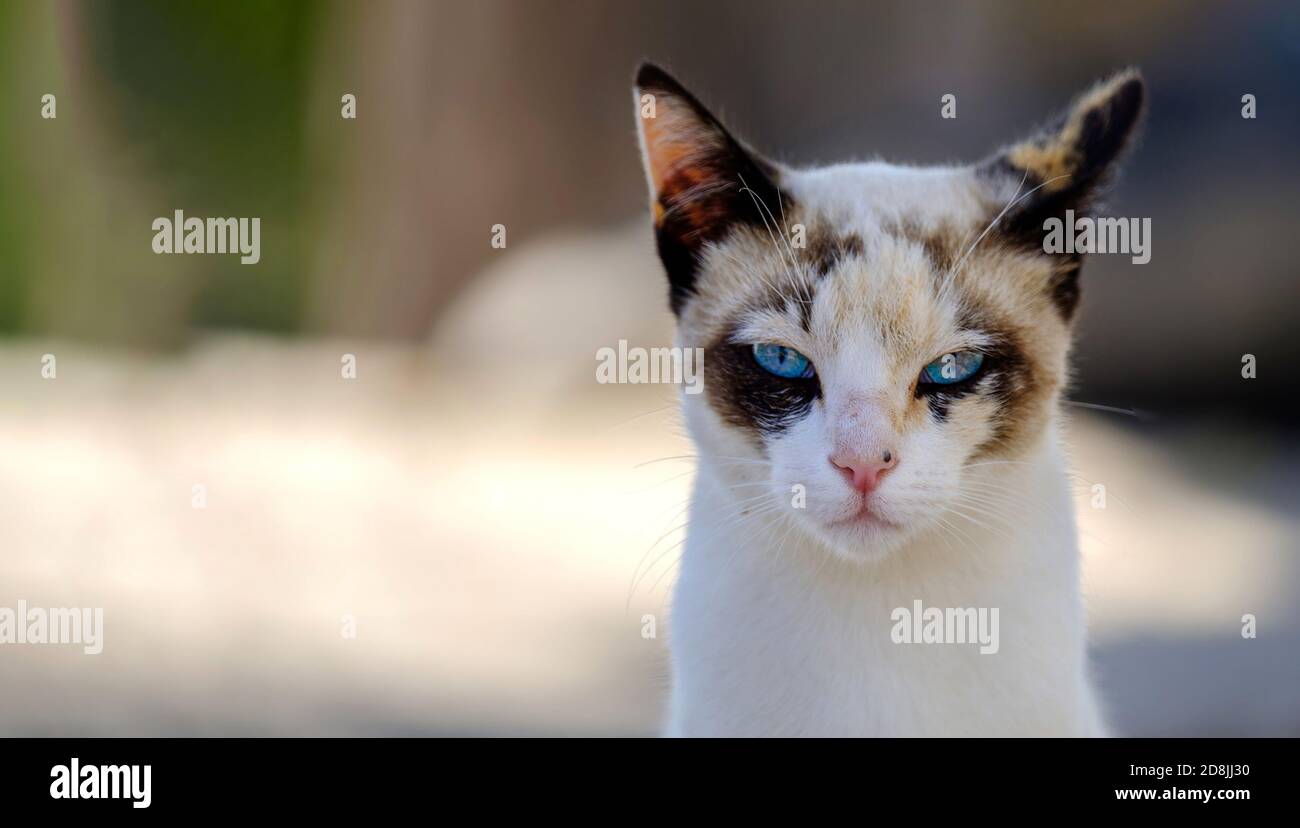 cat portrait defiantly squinting look with blue eyes Stock Photo - Alamy