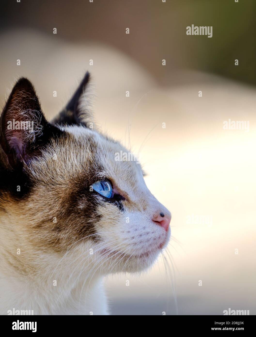 portrait of cat looking up with blue eyes, asking Stock Photo - Alamy