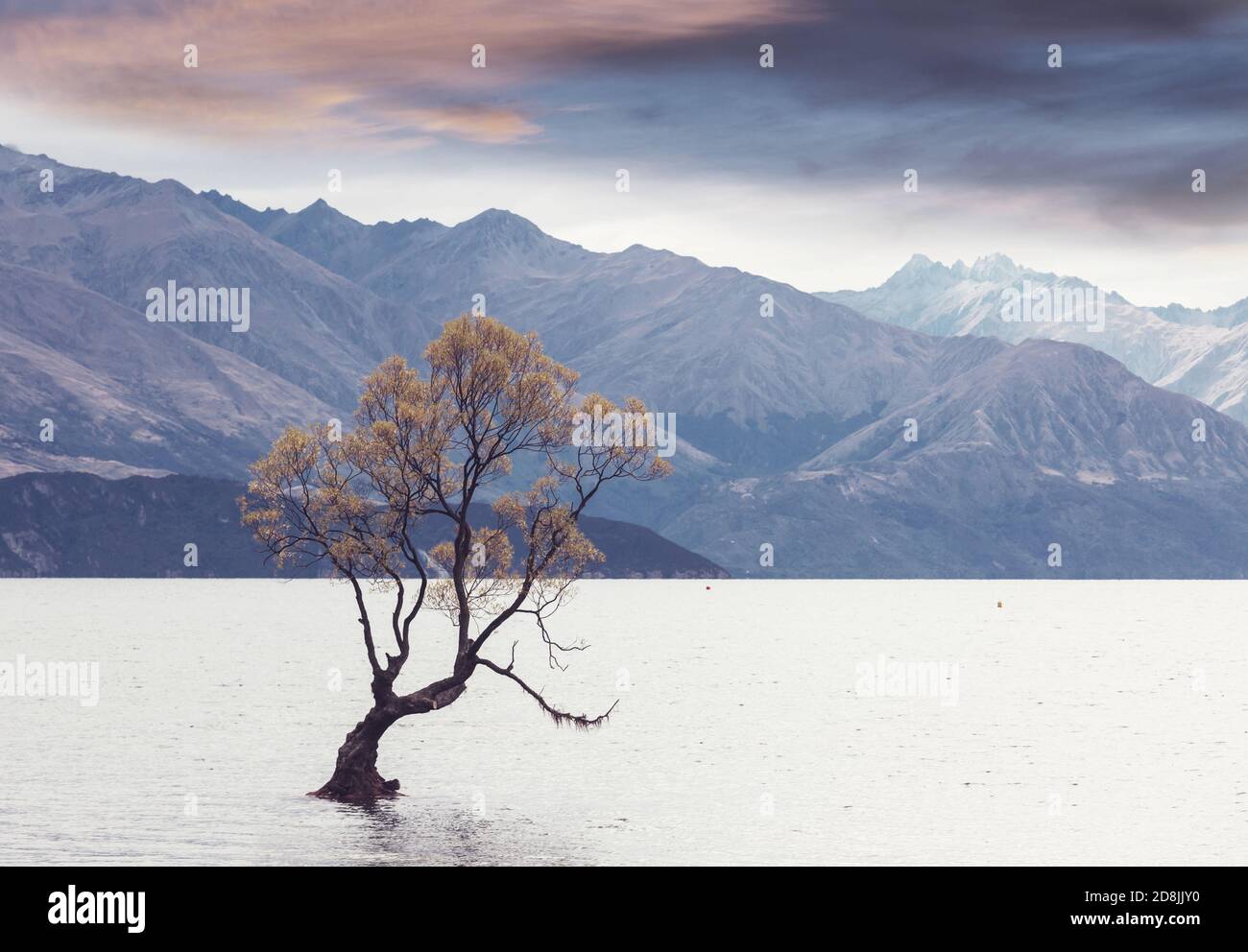 Famous Wanaka tree inside the Lake Wanaka, New Zealand Stock Photo - Alamy