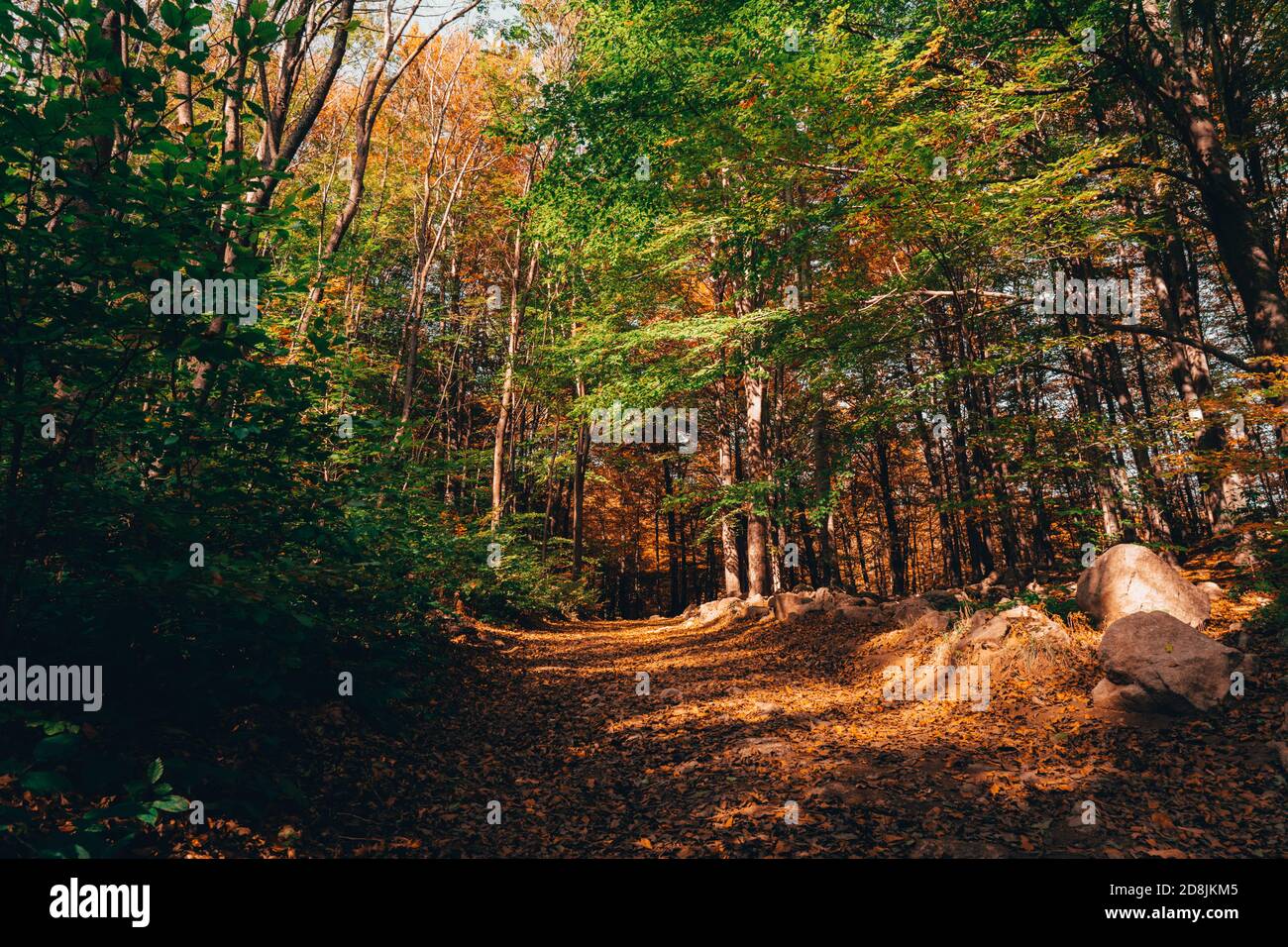 Montseny deep forest colorful autumn in Catalonia, Spain Stock Photo ...