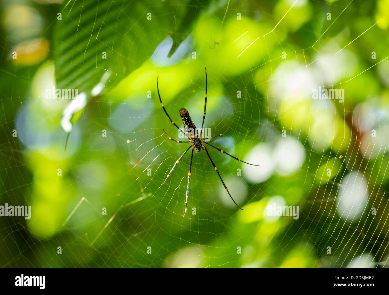 Yellow-Legged Golden Orb Spider Close up against out focused nature ...