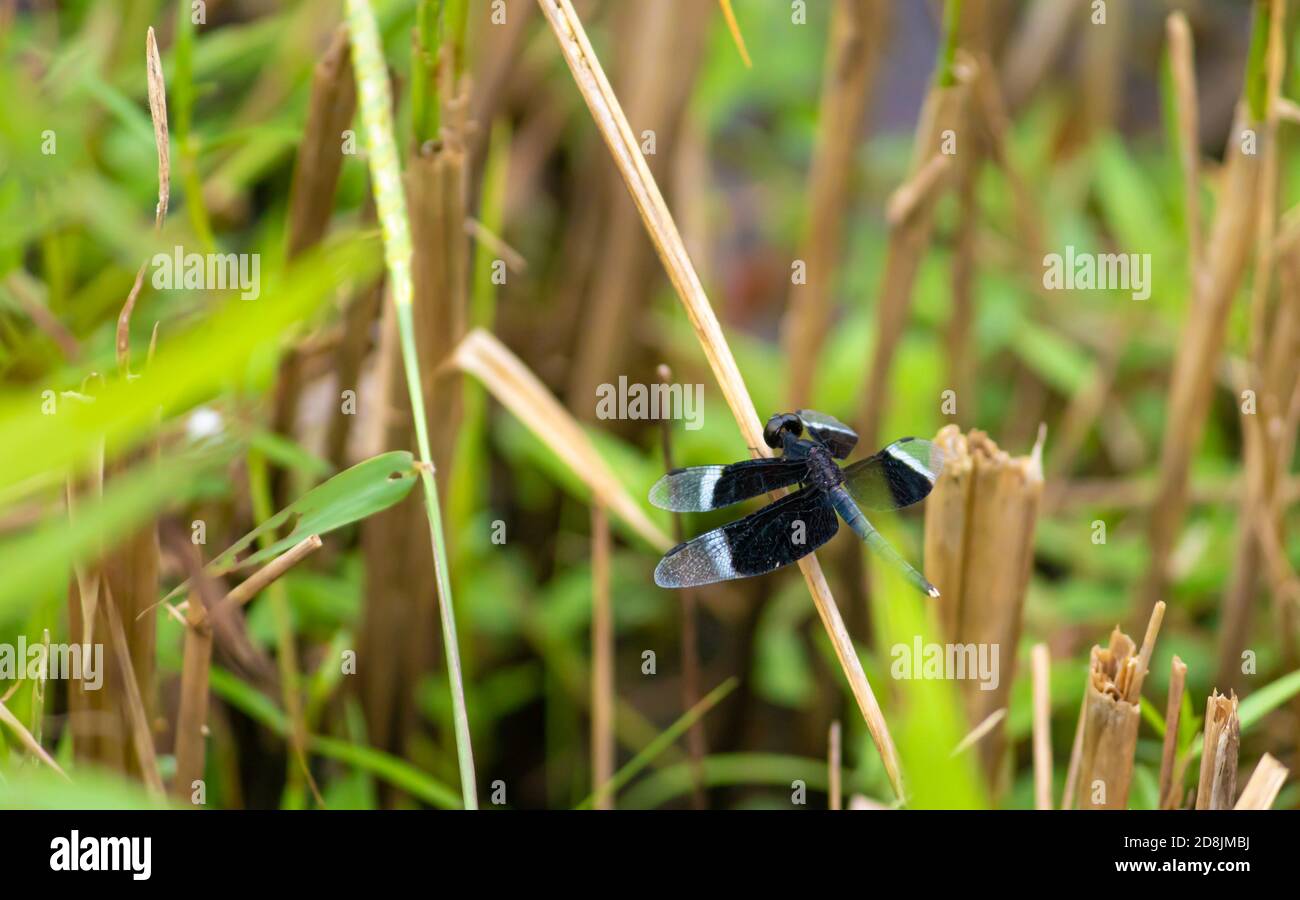 Striped wing hi-res stock photography and images - Alamy