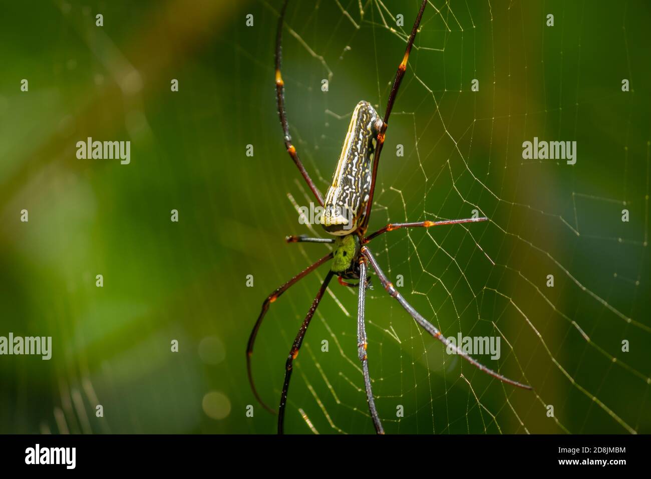 Red-Legged Golden Orb Spider Close up, sunlight hitting on its body ...