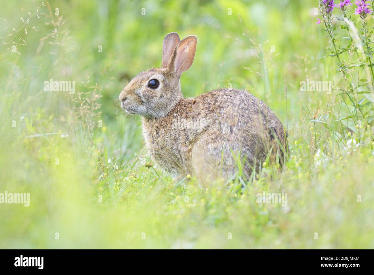 Eastern Cottontail Rabbit (Sylvilagus floridanus Stock Photo - Alamy