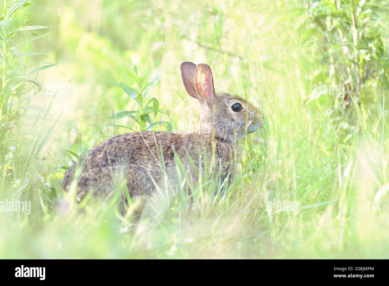 Eastern Cottontail Rabbit (Sylvilagus floridanus Stock Photo - Alamy
