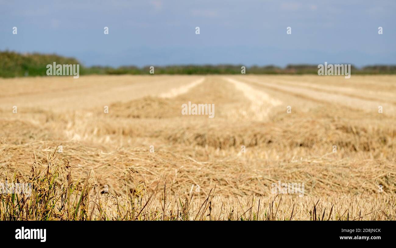 Valencia rice field hi-res stock photography and images - Alamy