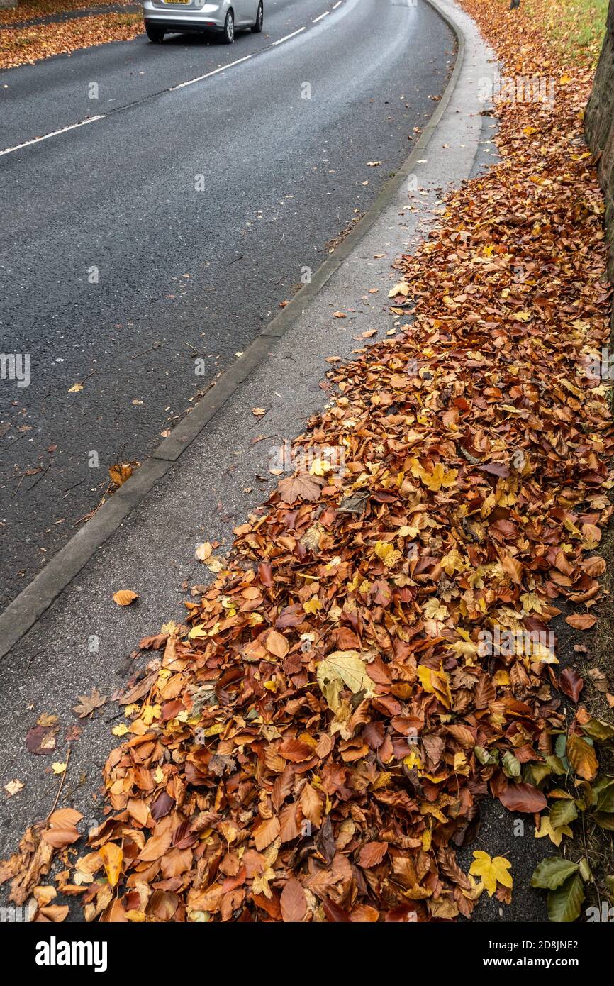 Autumn leaves fallen onto a path Stock Photo - Alamy
