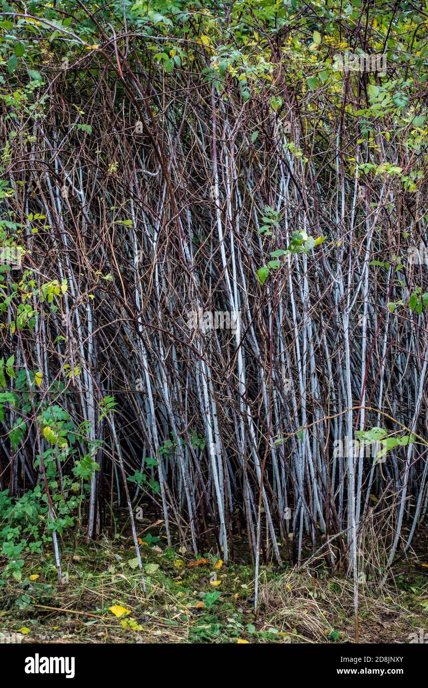 Overgrown With Brambles High Resolution Stock Photography and Images ...