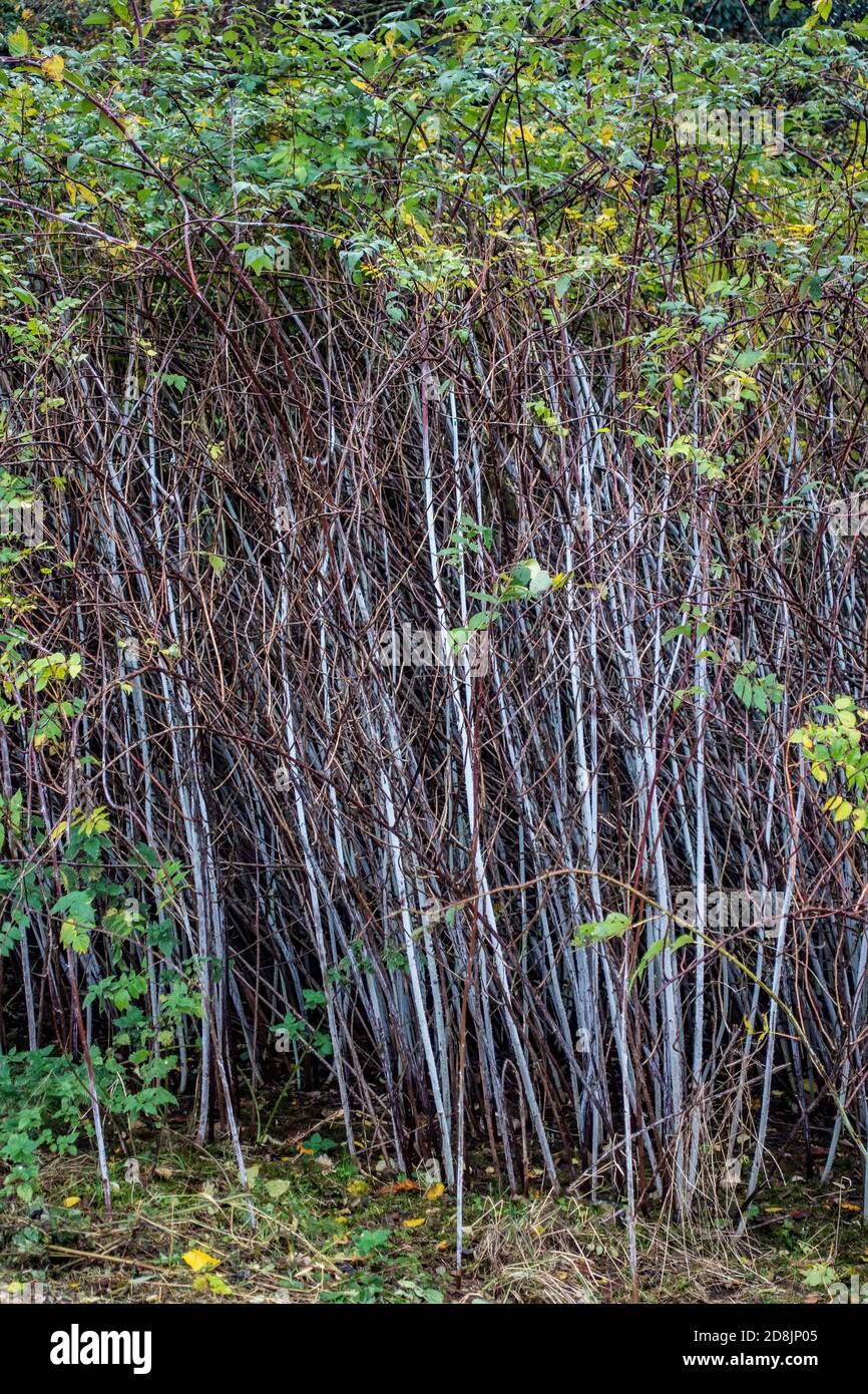 Brambles silver colour in woodland Stock Photo - Alamy