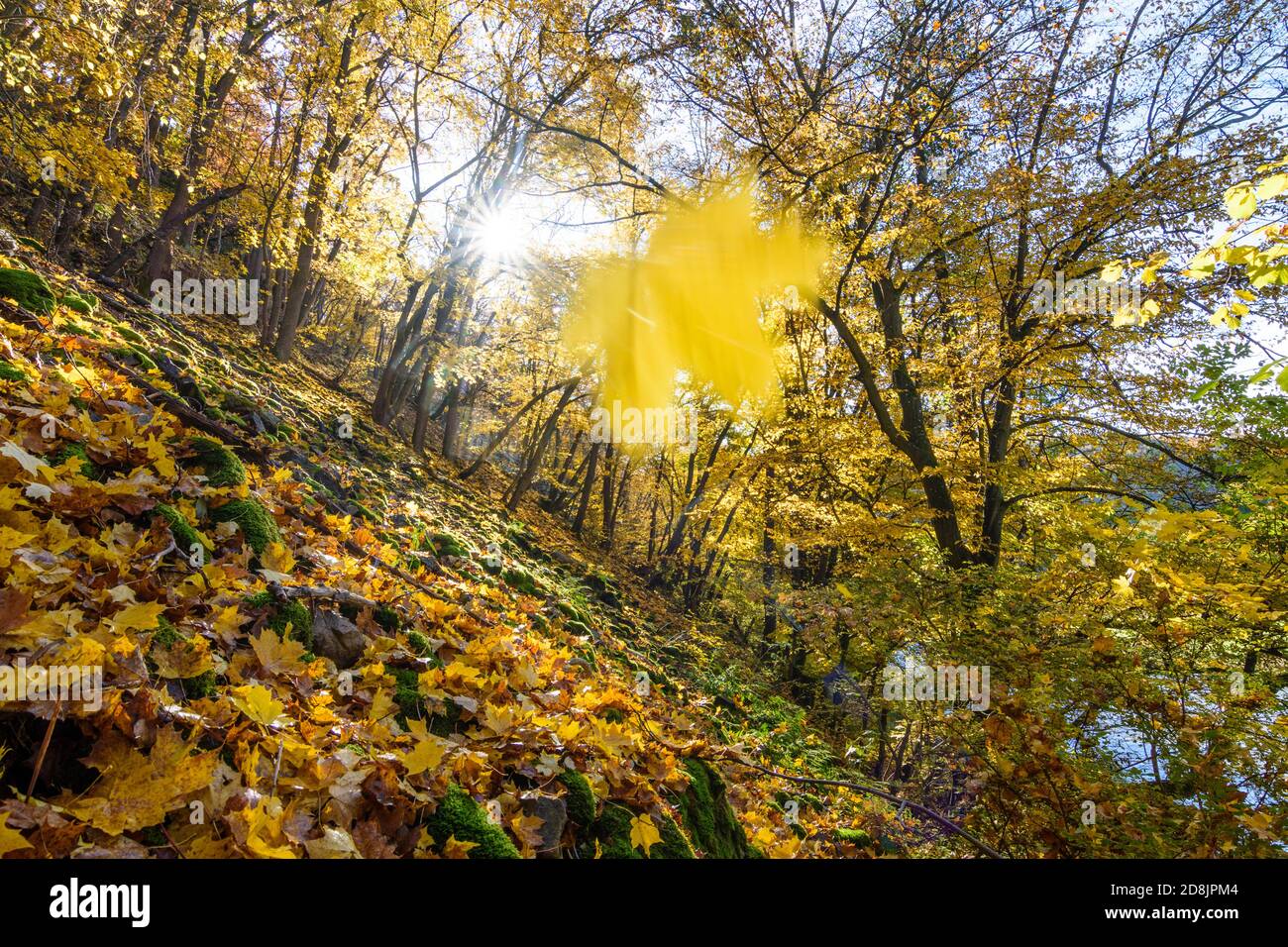 Hardegg: Thayatal National Park, slope with skew standing maple trees ...