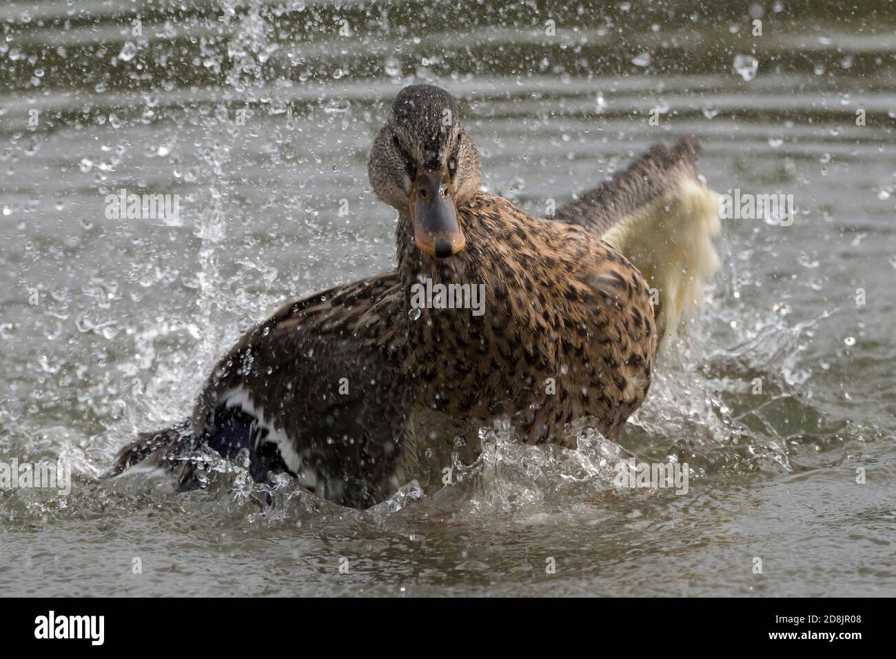Duck having fun landing with a splash on fresh water Stock Photo - Alamy