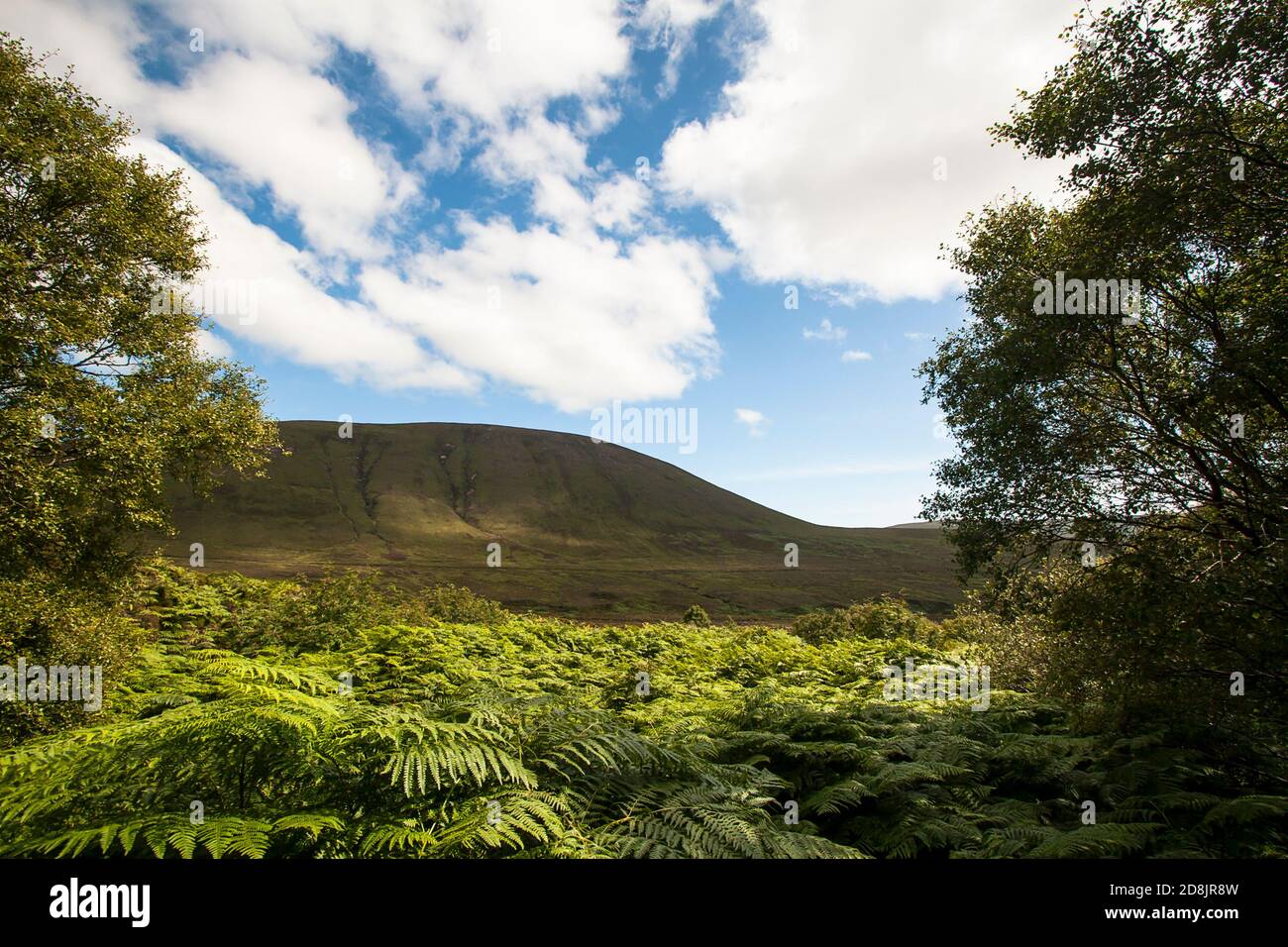 Hills of Hoy island with clouds and green ferns in summer Stock Photo ...