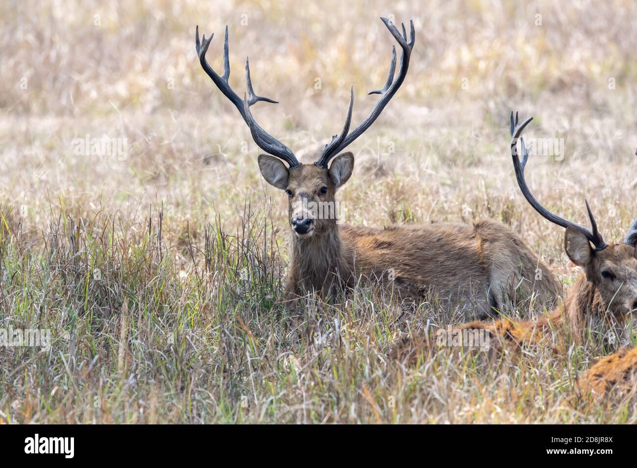 Barasingha deer (Rucervus duvaucelii) in India Stock Photo - Alamy