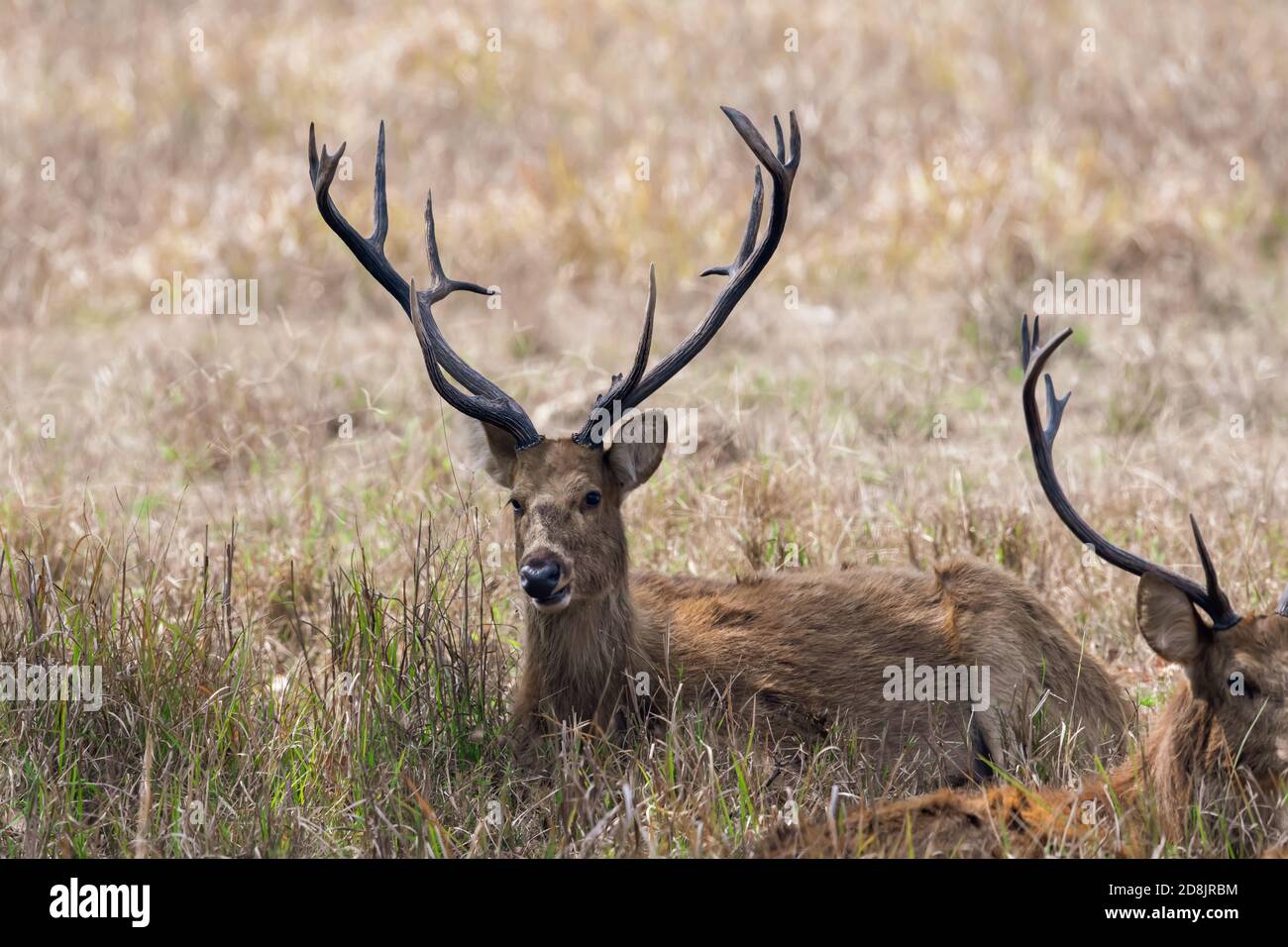Barasingha deer (Rucervus duvaucelii) in India Stock Photo - Alamy