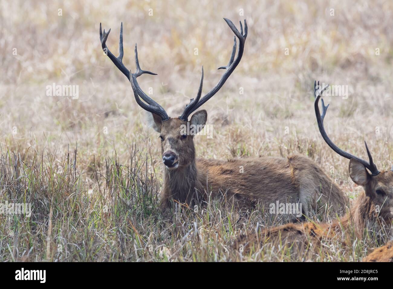 Barasingha deer (Rucervus duvaucelii) in India Stock Photo - Alamy
