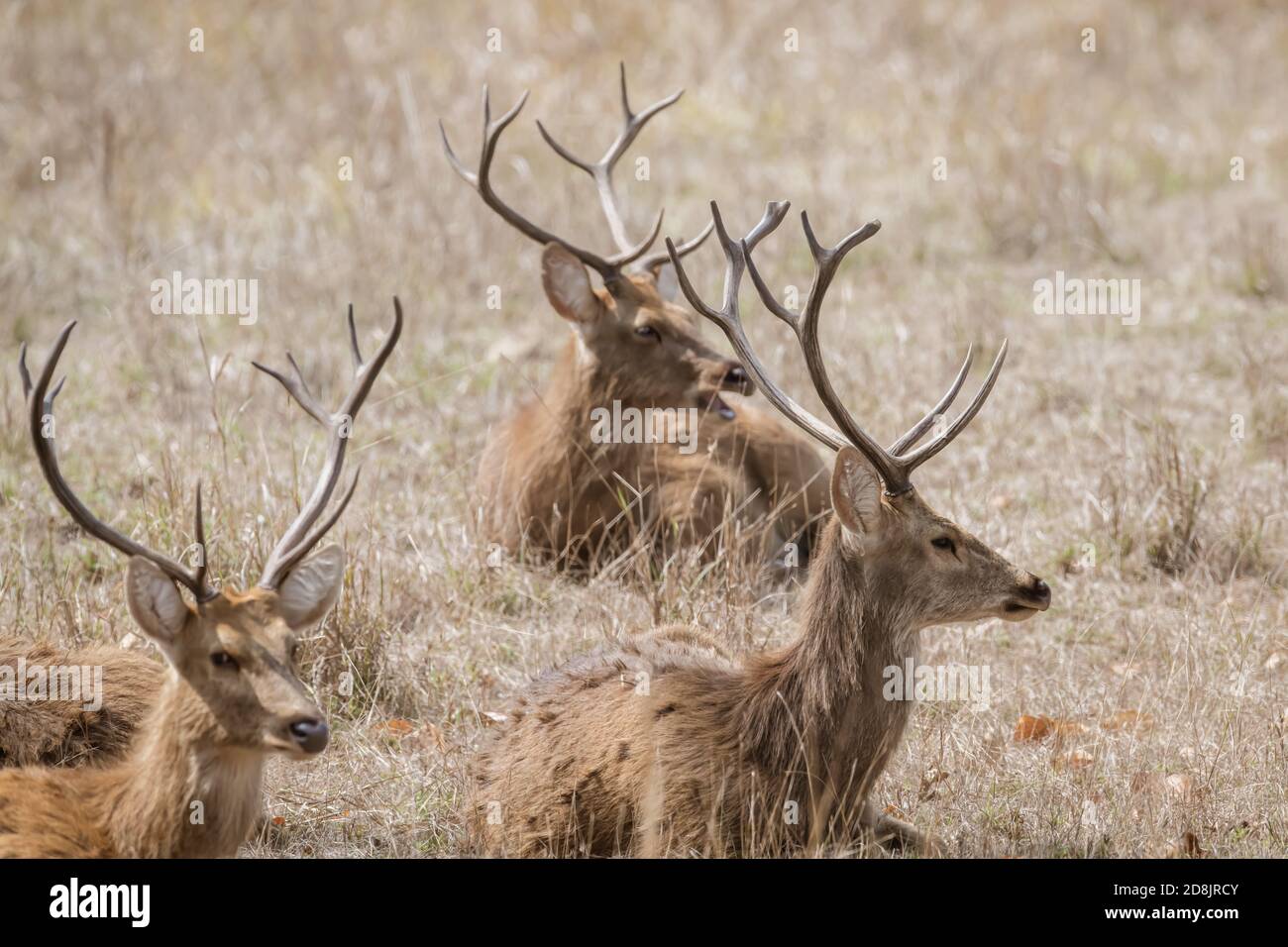 Barasingha deer rucervus duvaucelii cervus hi-res stock photography and ...