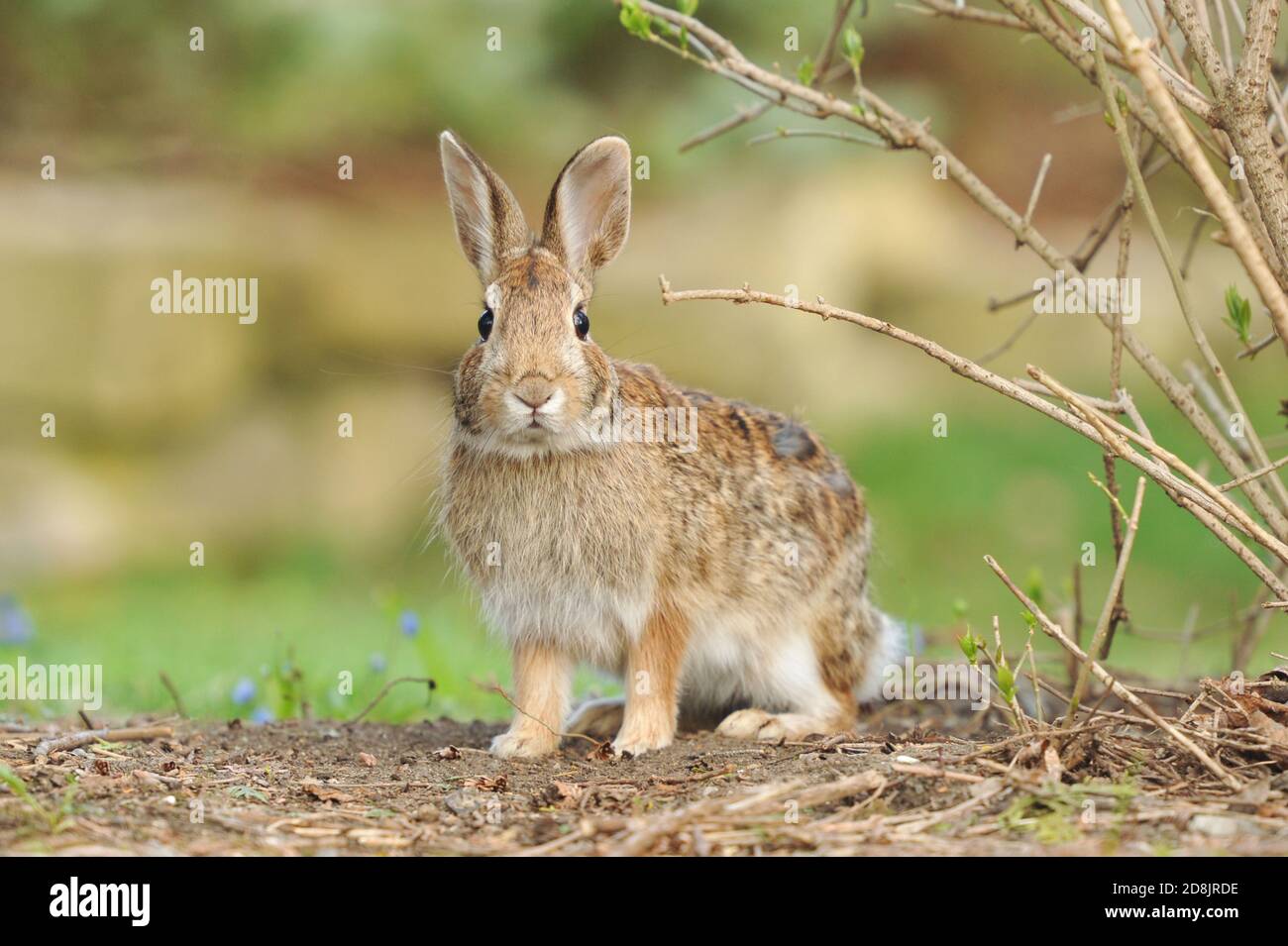 A close-up of an Eastern Cottontail Rabbit (Sylvilagus floridanus Stock ...