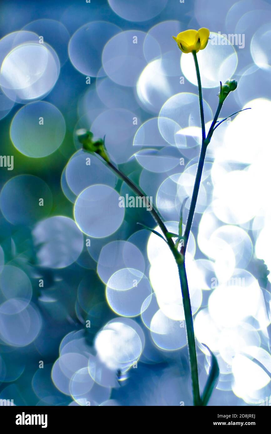 Macro shot of buttercup plant with light reflection on water Stock ...