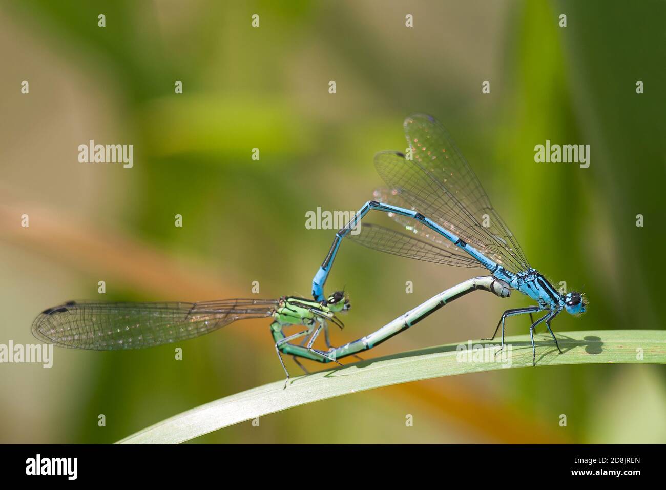 Dragonflies mating hi-res stock photography and images - Alamy