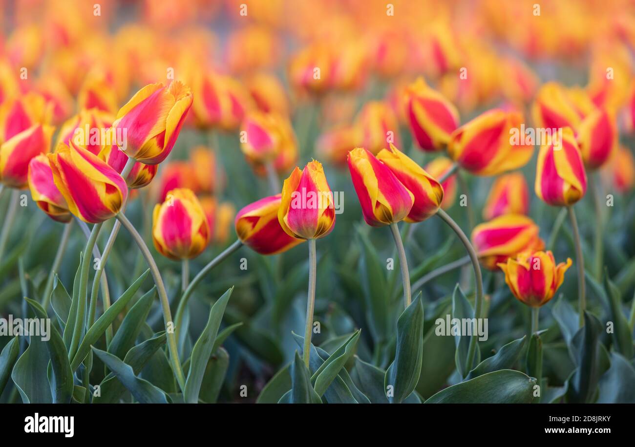 Beautiful red yellow tulips background. Red and yellow tulips in the ...