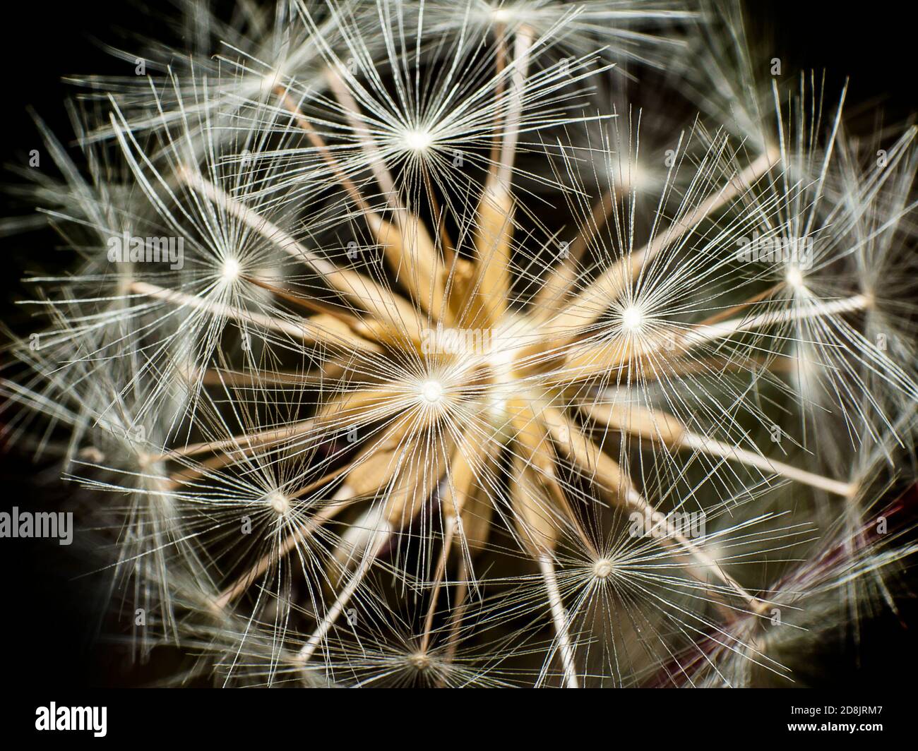 Dandelion flower parachute seed seeds hi-res stock photography and ...