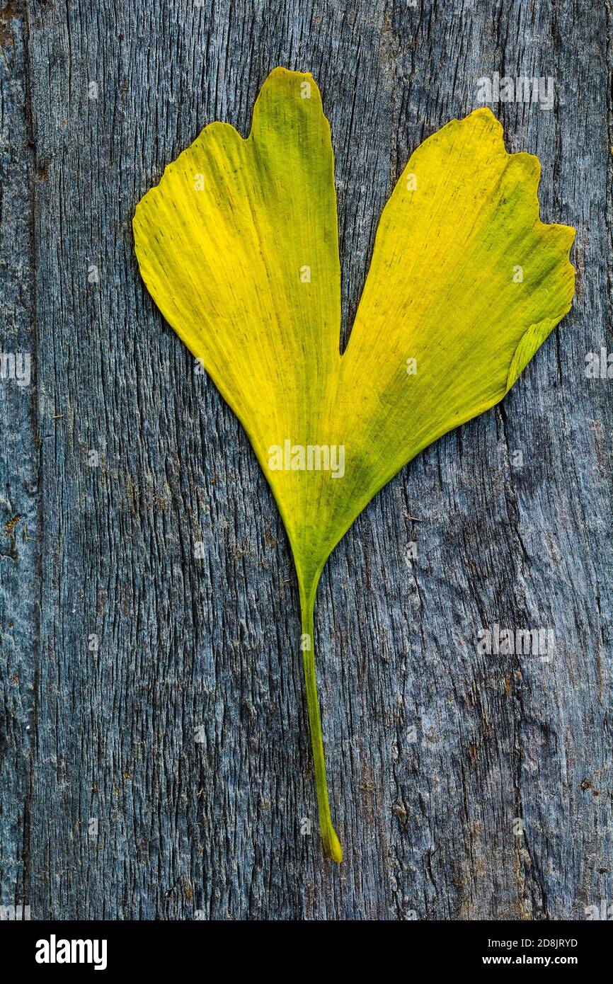 Leaf cell hi-res stock photography and images - Alamy
