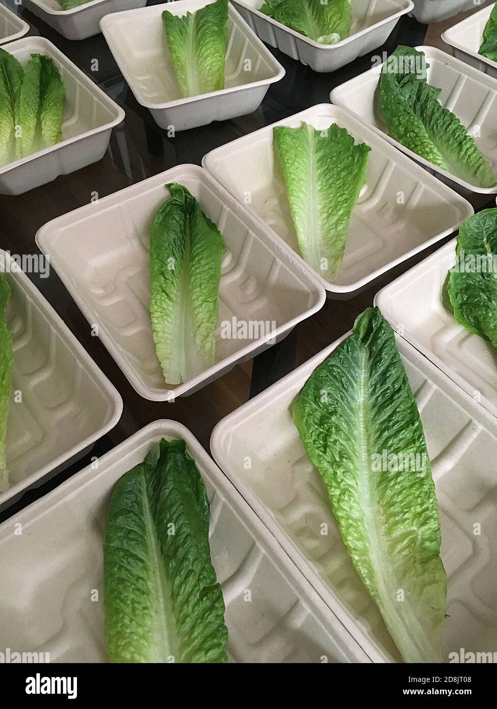 Lettuce Leaves in Paper Trays Stock Photo - Alamy