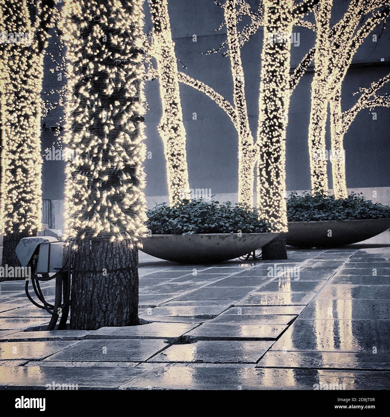 Christmas Tree Lights Wrapped Around Tree San Antonio Holiday Tree