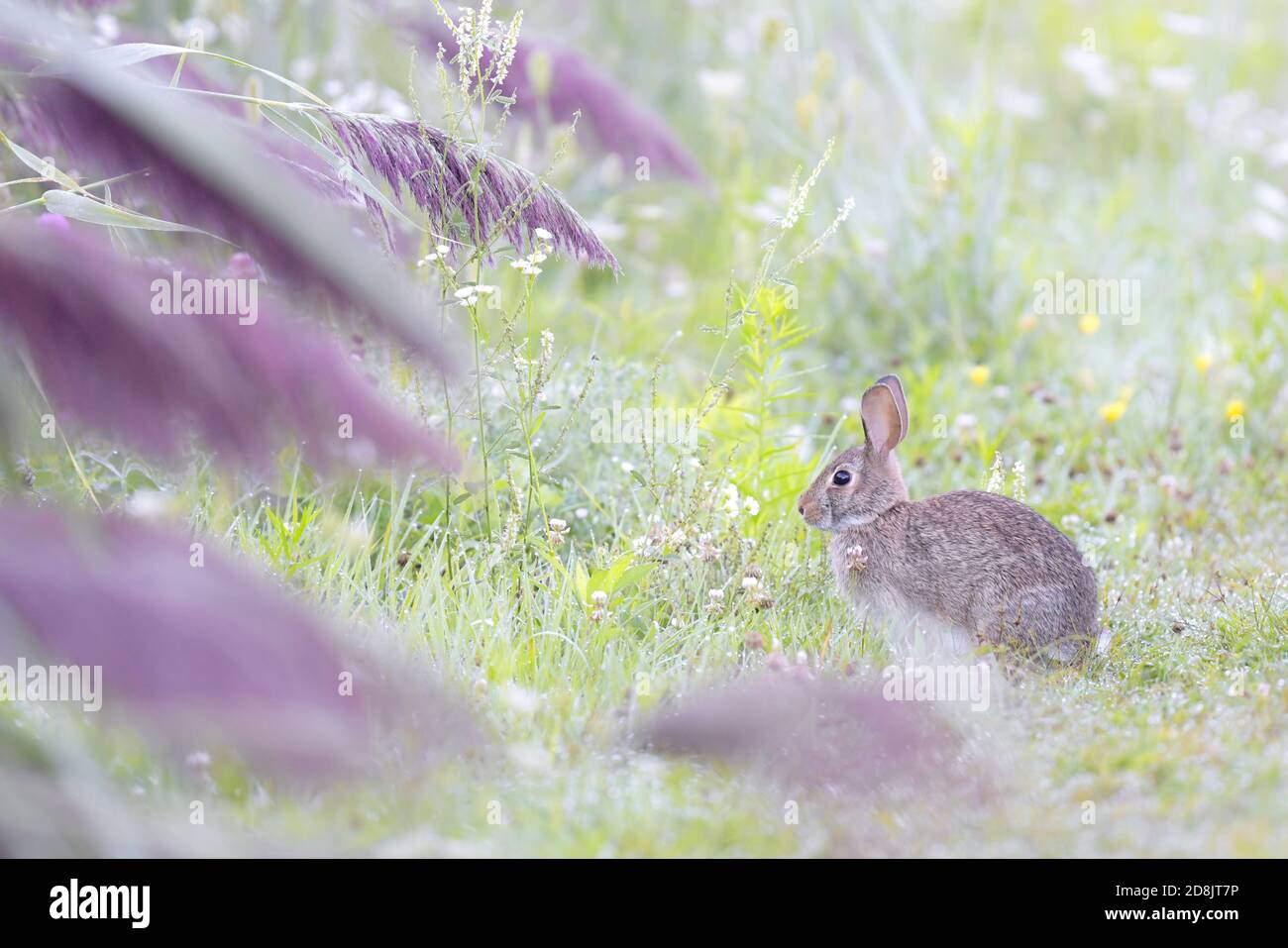 Eastern Cottontail Rabbit (Sylvilagus floridanus Stock Photo - Alamy