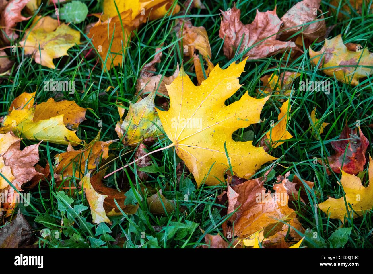 Start of leaves hi-res stock photography and images - Alamy