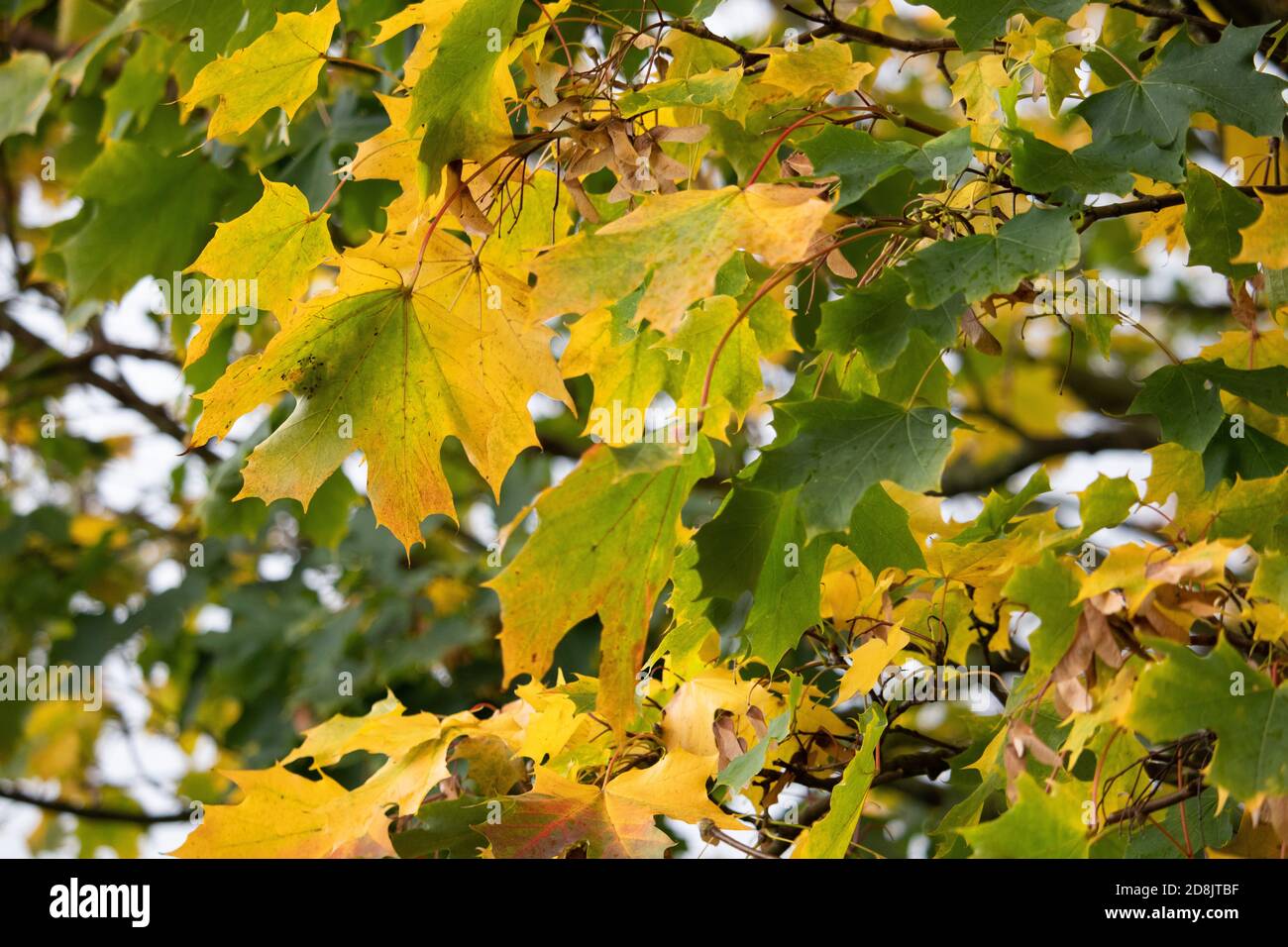 Fallen autumn leaves in October Stock Photo - Alamy