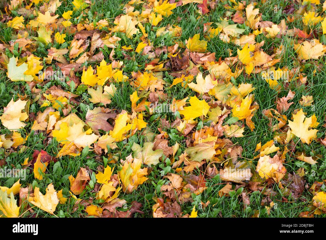 Rotting Leaves High Resolution Stock Photography and Images - Alamy