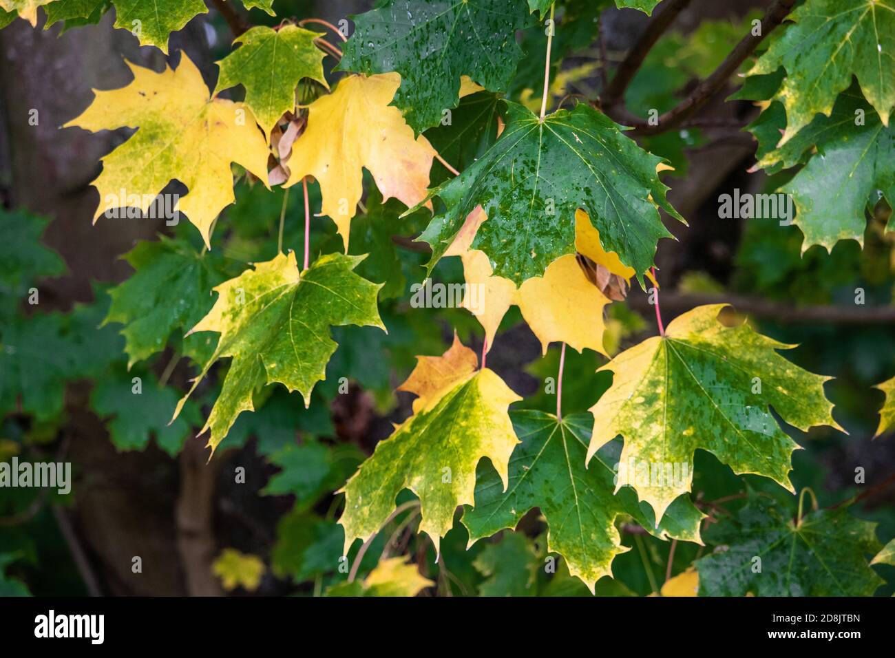 Fallen autumn leaves in October Stock Photo - Alamy