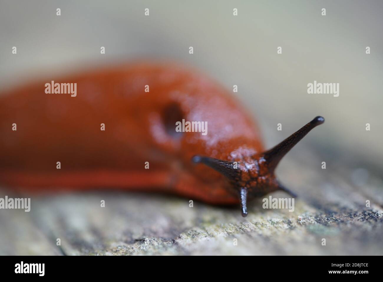 Face feeler hi-res stock photography and images - Alamy