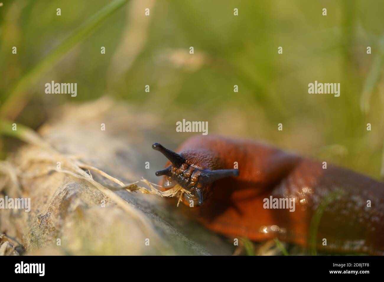 Face feeler hi-res stock photography and images - Alamy