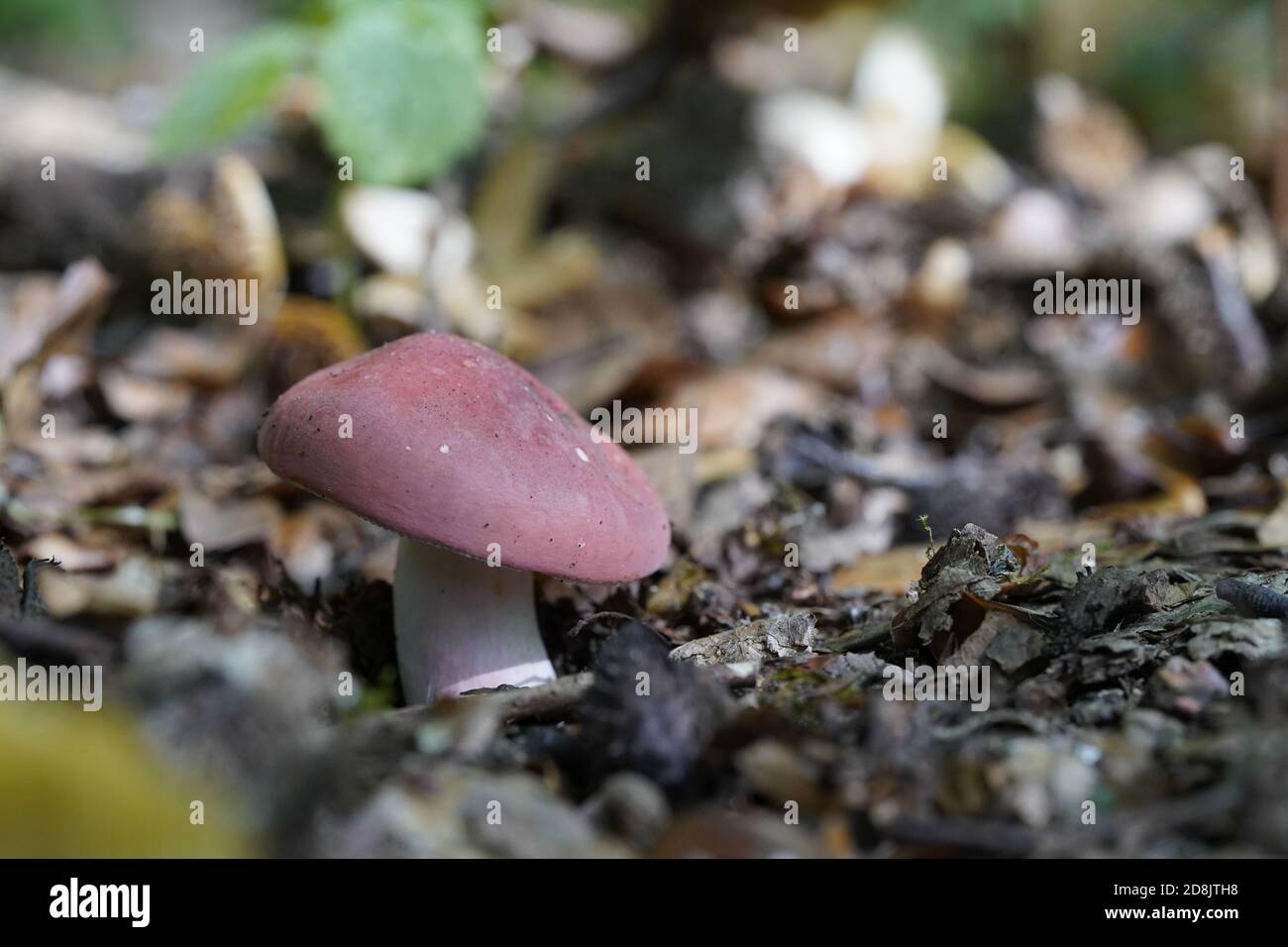 mushroom red poison season autumn Stock Photo - Alamy