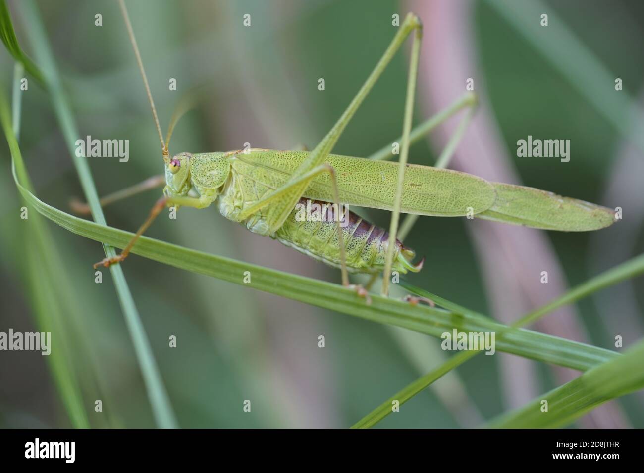 mantis giant grass hopper Stock Photo - Alamy