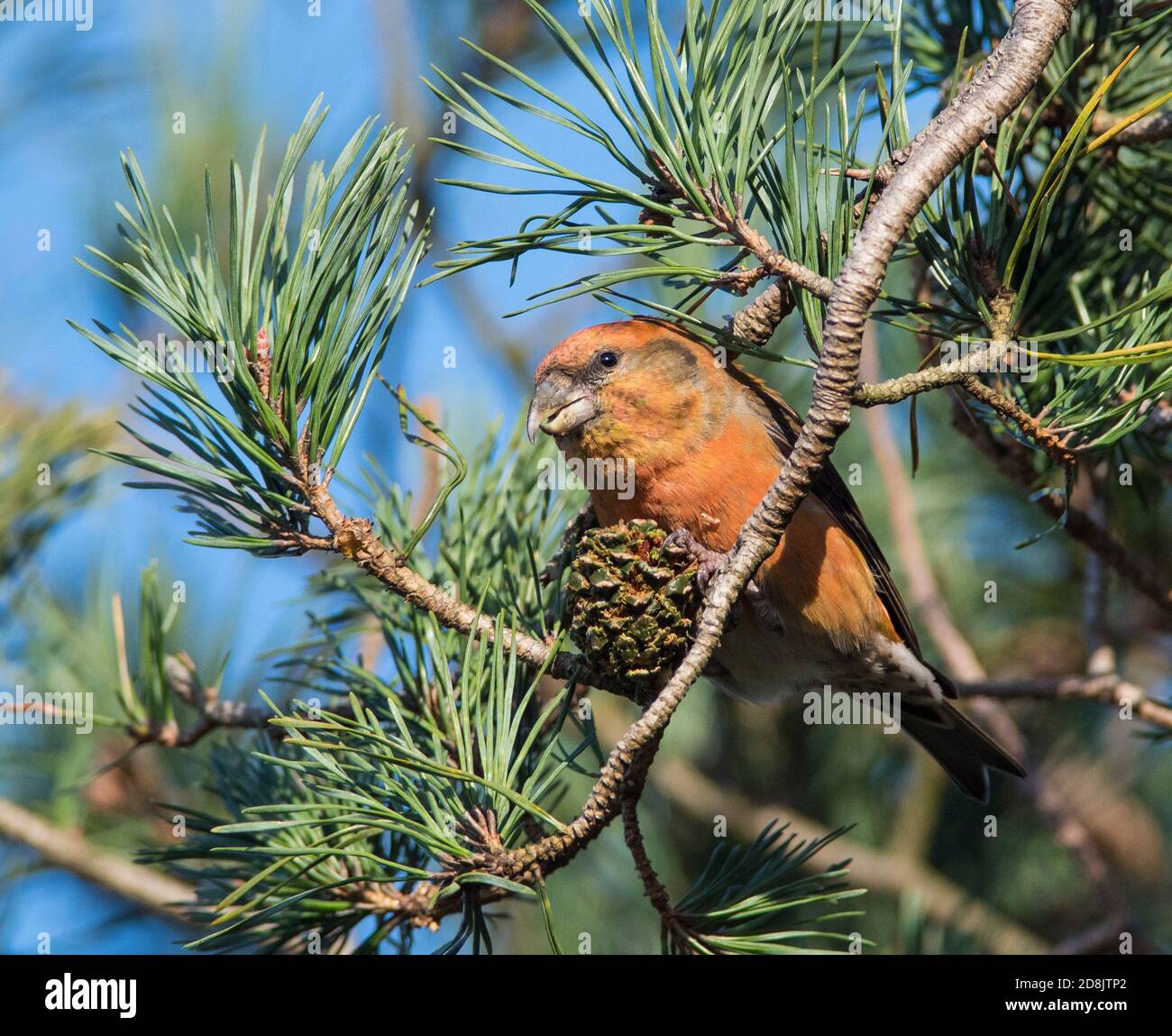 Common Crossbill (Loxia curvirostra) feeding on pine cones of a Scots ...