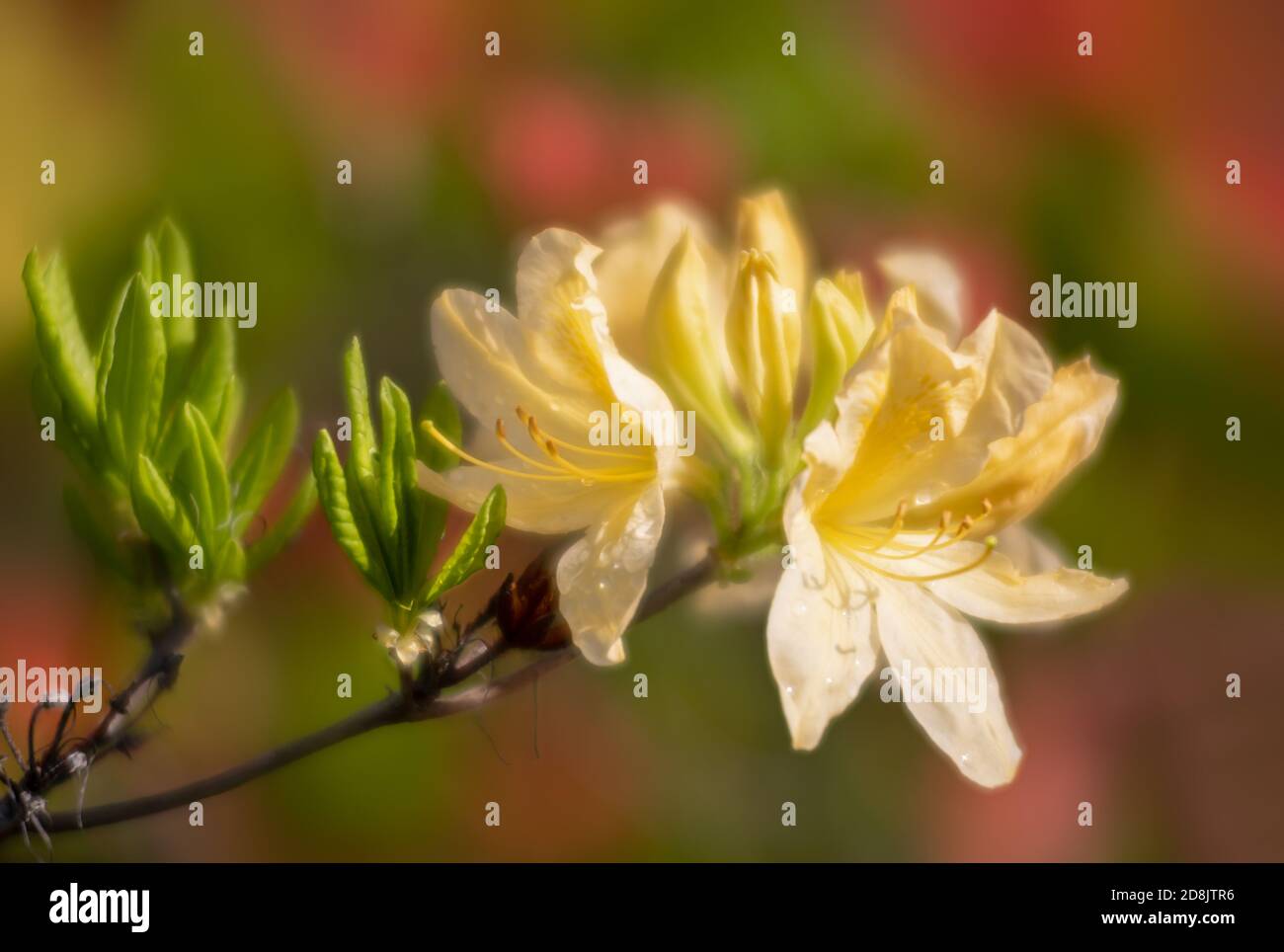 Azaleas flowers in the garden at spring time. Soft focus blurred image ...