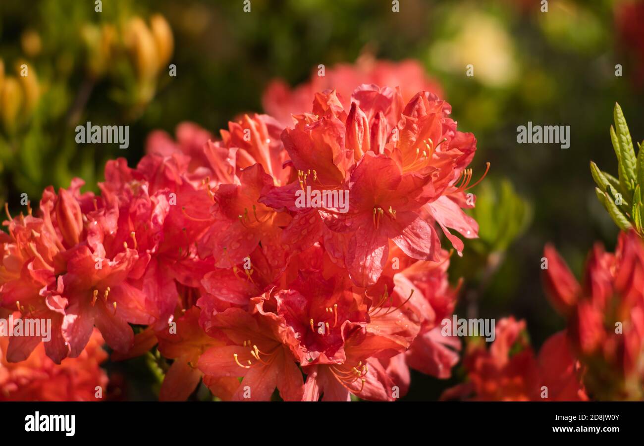 Azaleas flowers in the garden at spring time. Soft focus blurred image ...