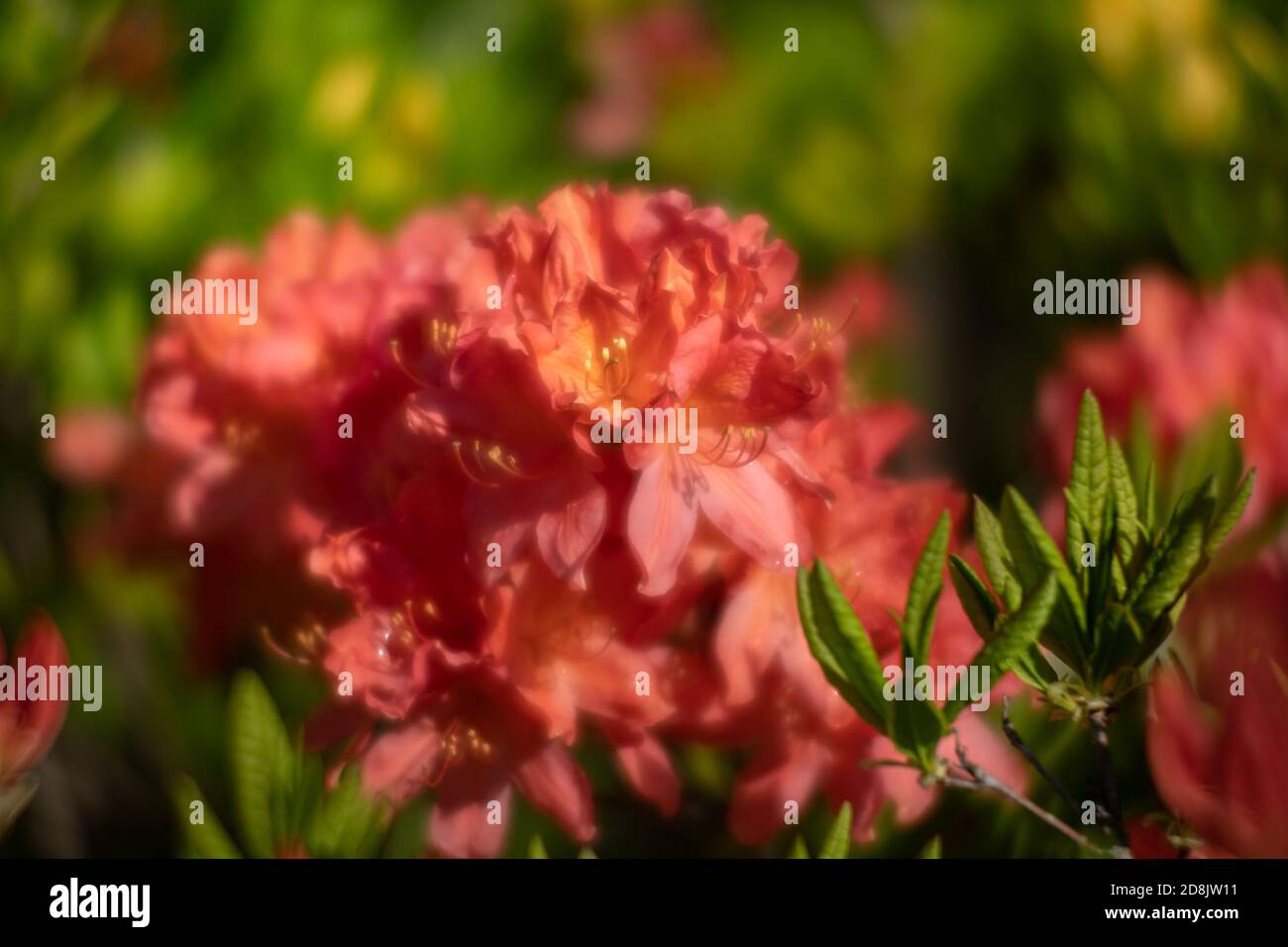 Azaleas flowers in the garden at spring time. Soft focus blurred image ...