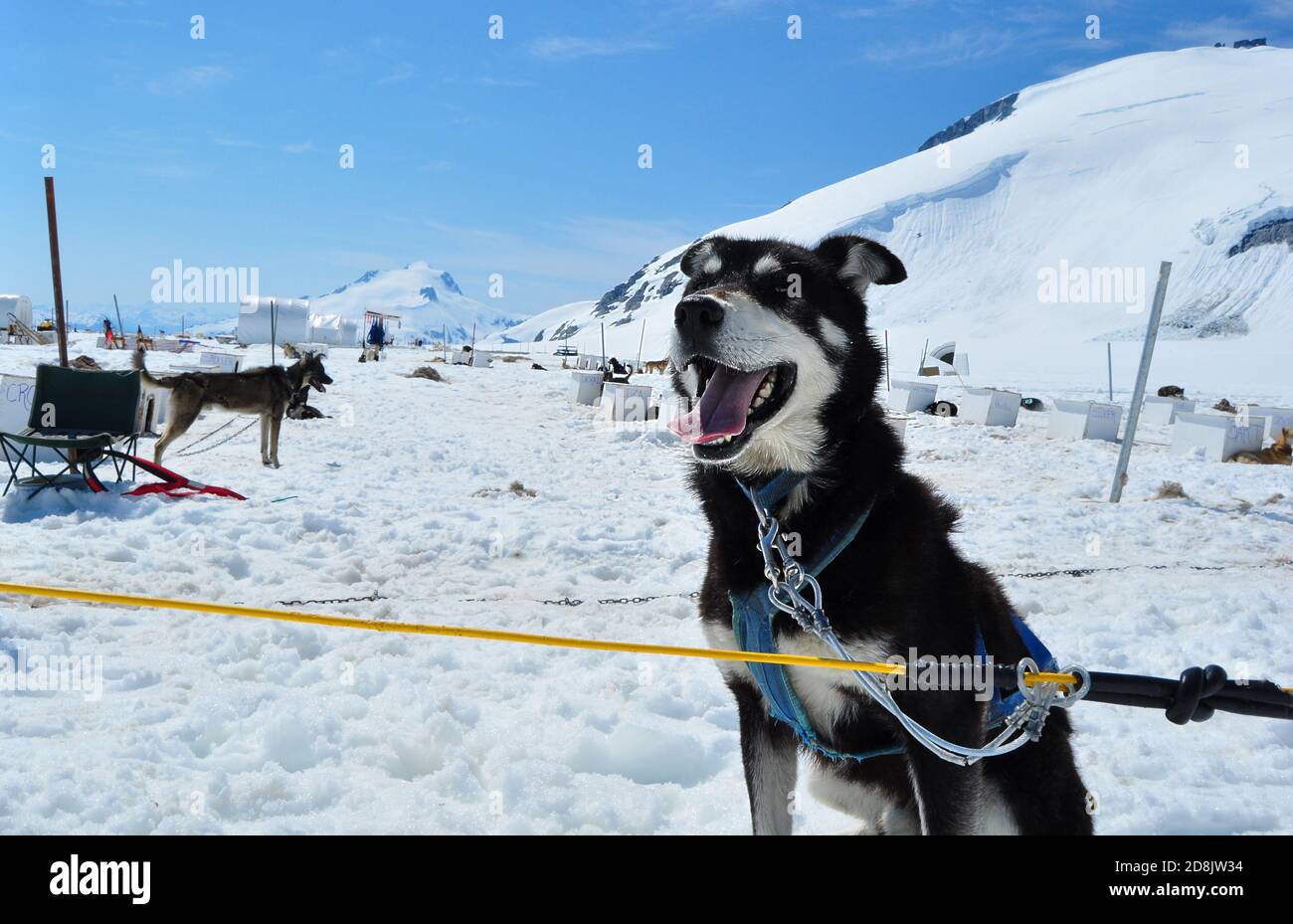 Husky dogs on top of Mendenhall Glacier musher camp trained for sled ...