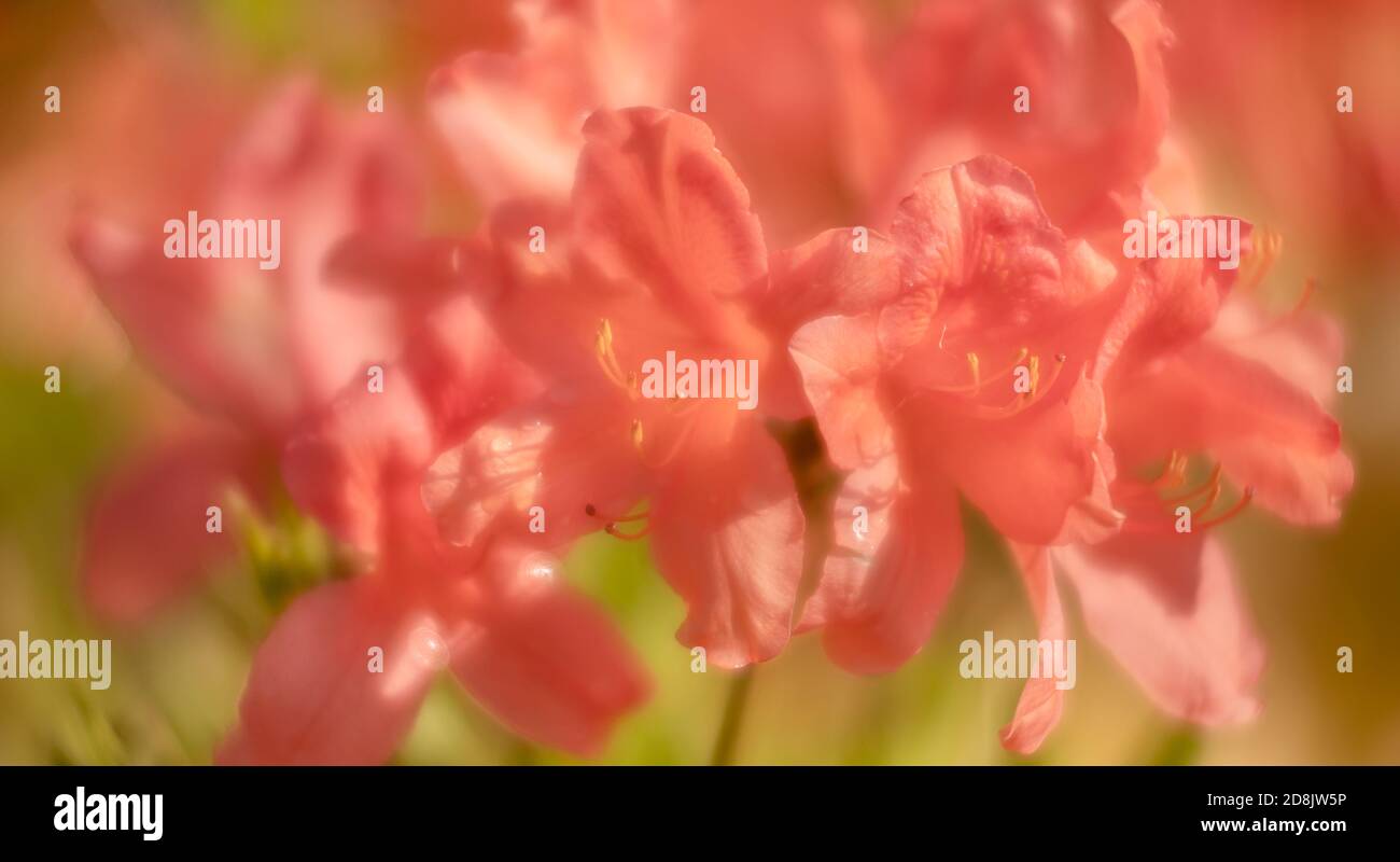 Azaleas flowers in the garden at spring time. Soft focus blurred image ...