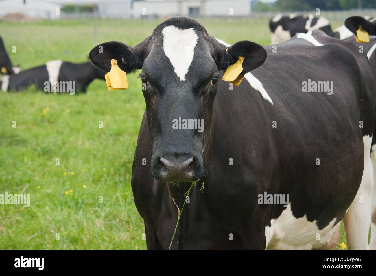 Fresian Cow in lush paddock Stock Photo - Alamy