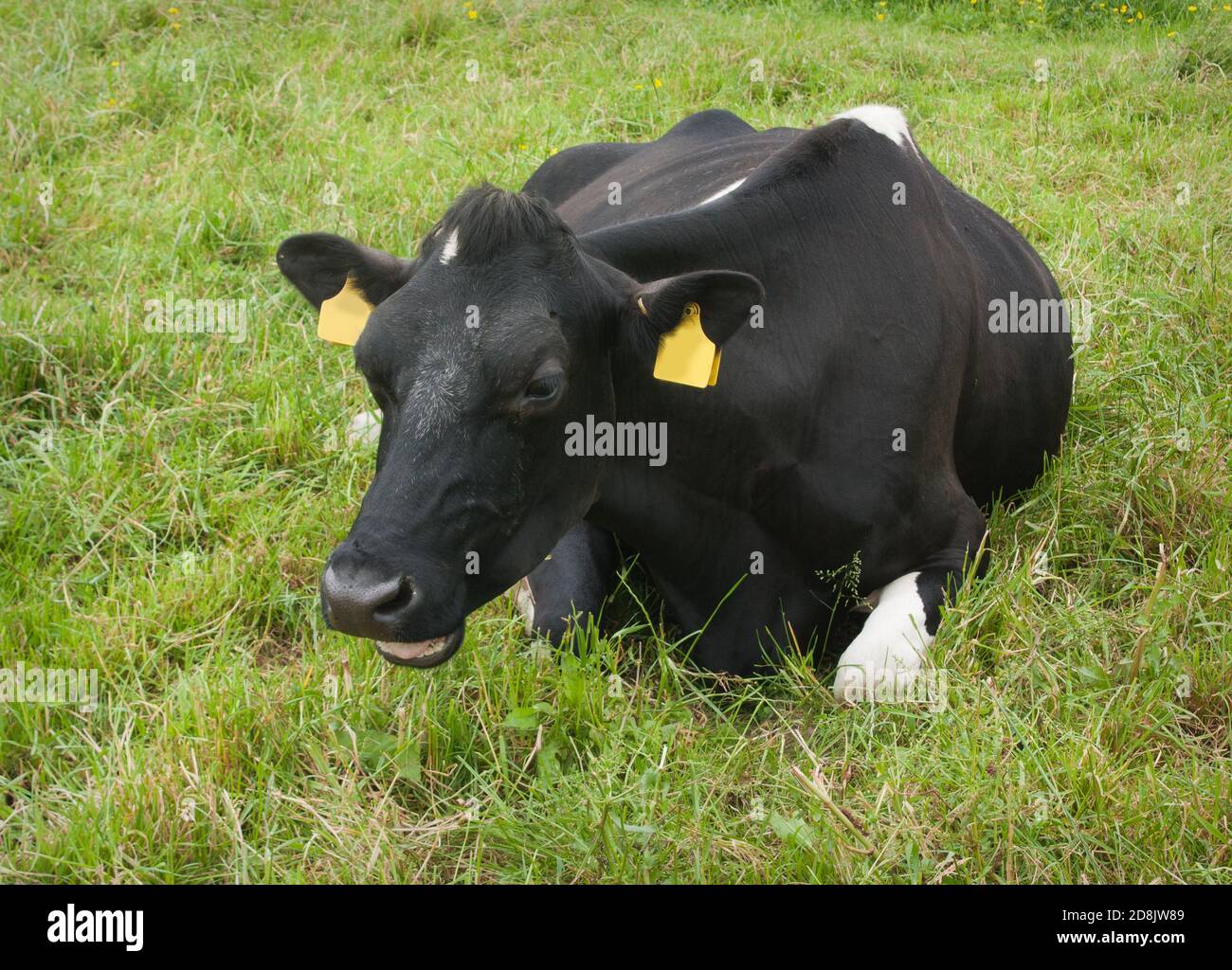 Fresian Cow resting in lush paddock Stock Photo - Alamy